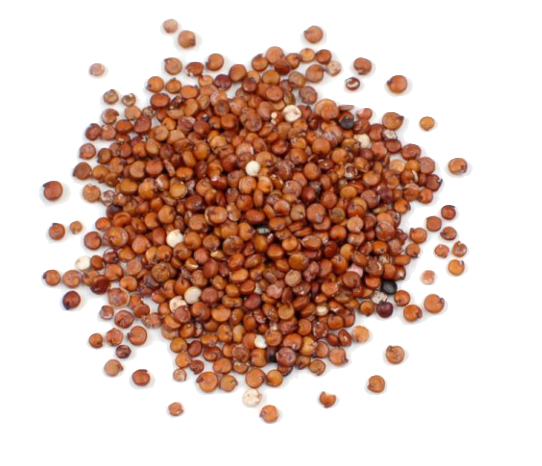 Organic Red Quinoa – Mountain Path Organic & Natural Foods.